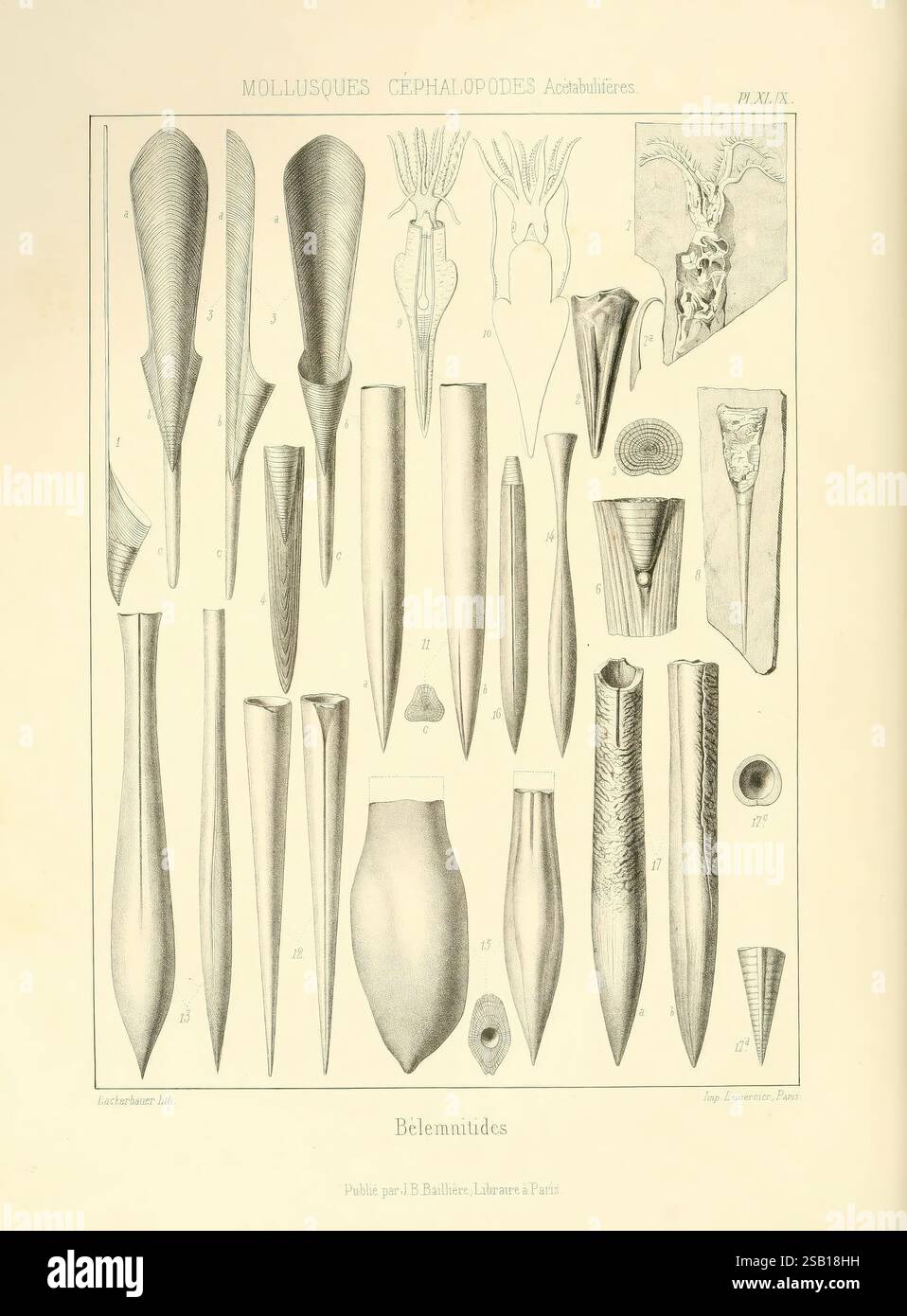 Elongated bullet shaped fossils hi-res stock photography and images - Alamy