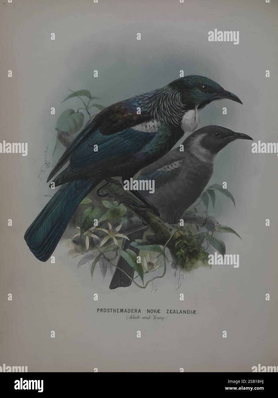 Soft grayish appearance hi-res stock photography and images - Alamy