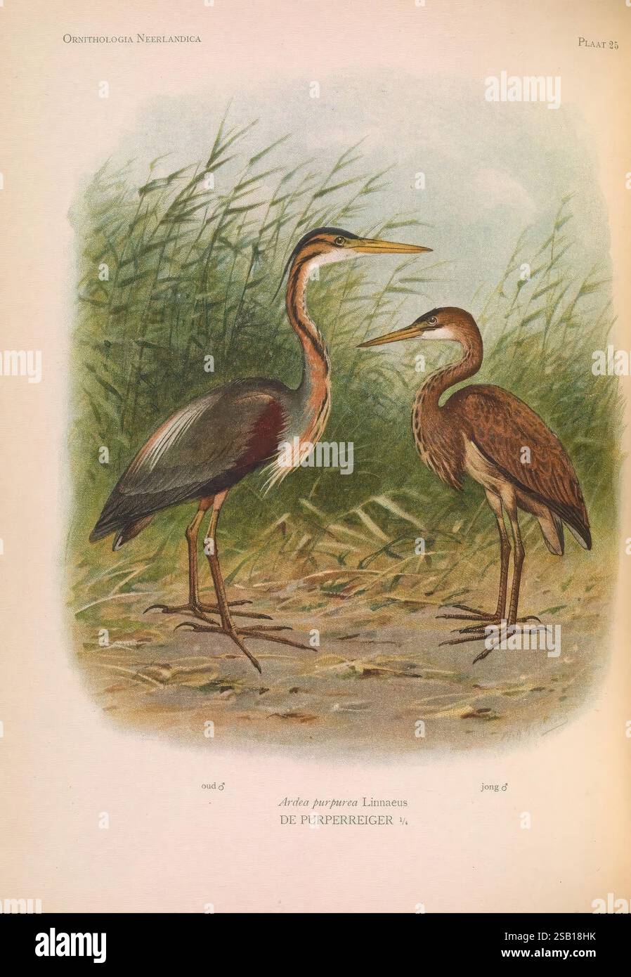 Ornithologia neerlandica 's-Gravenhage M. Nijhoff 1922-35 birds ...