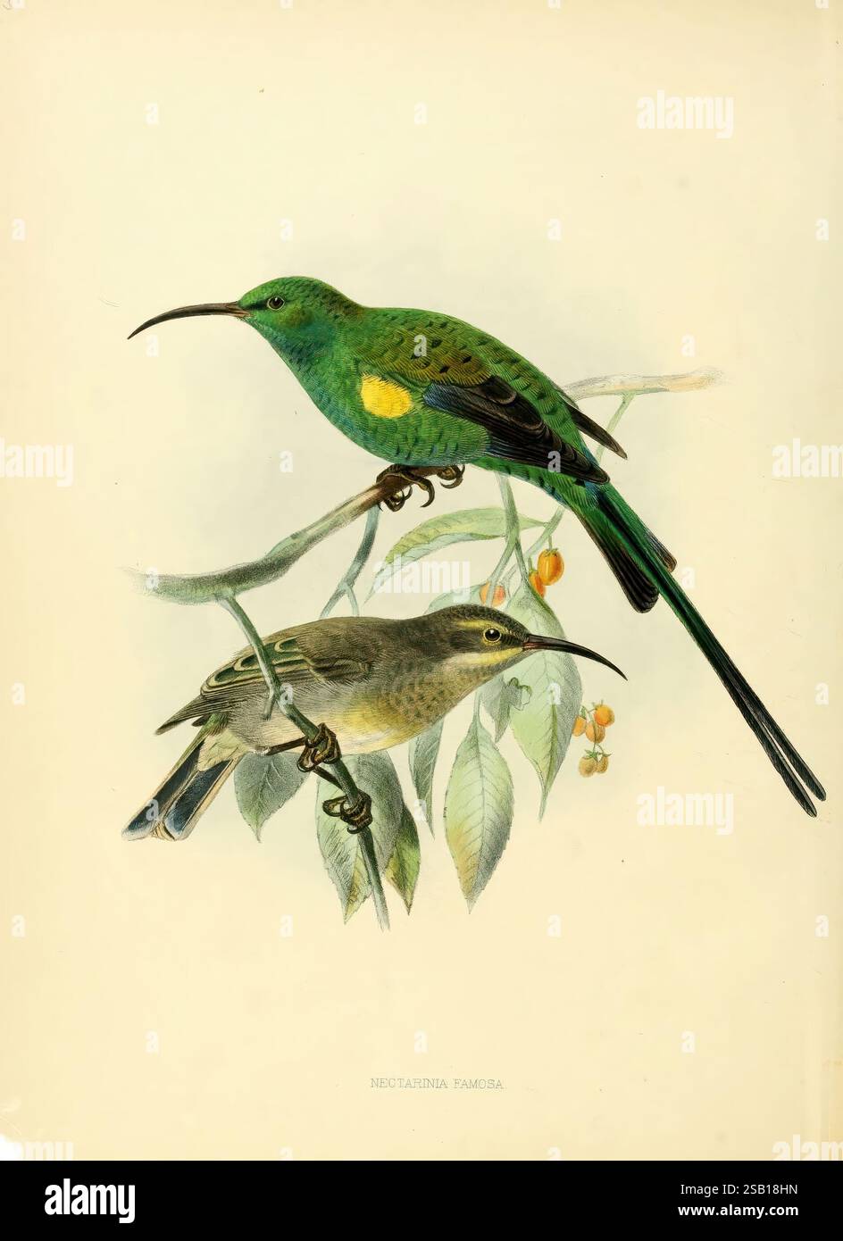 Scene features two distinct bird species perched hi-res stock ...