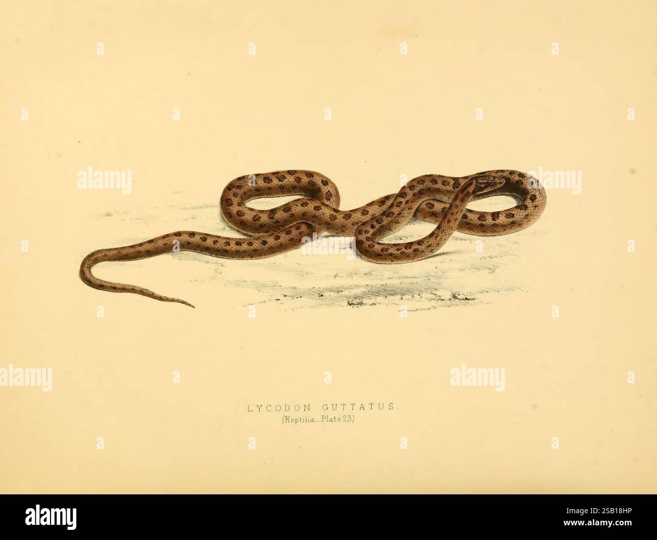 Ornate rat snake hi-res stock photography and images - Alamy