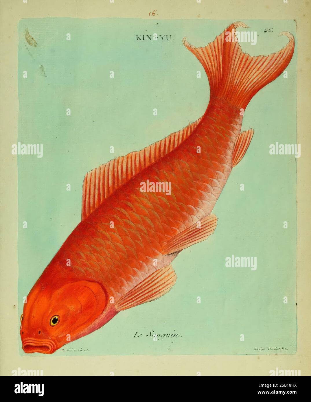 Histoire naturelle des dorades de la Chine Paris, 1780. China Goldfish ...