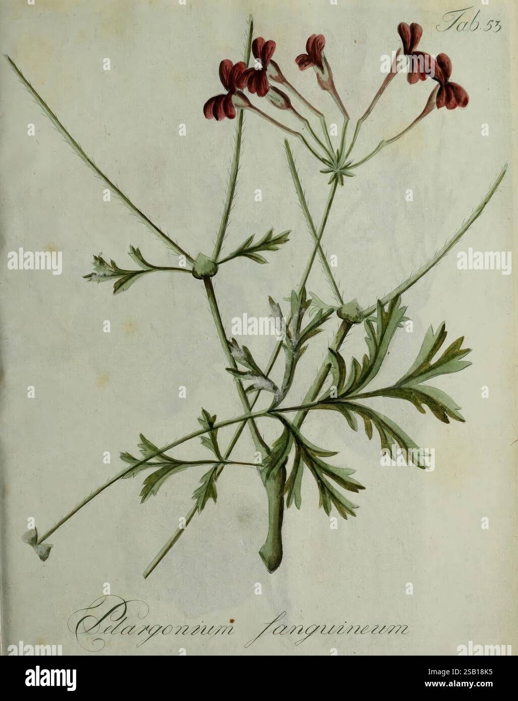 Collectio plantarum tam exoticarum, quam indigenarum, cum delineatione ...