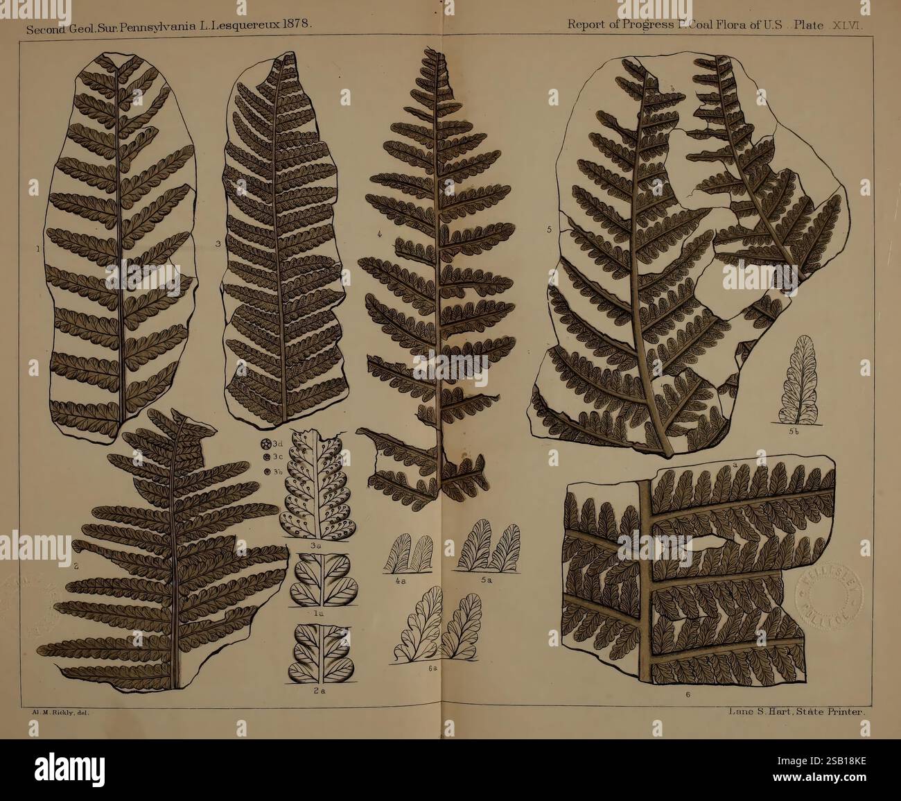 Description, of, the, coal, flora, of, the, Carboniferous, formation ...