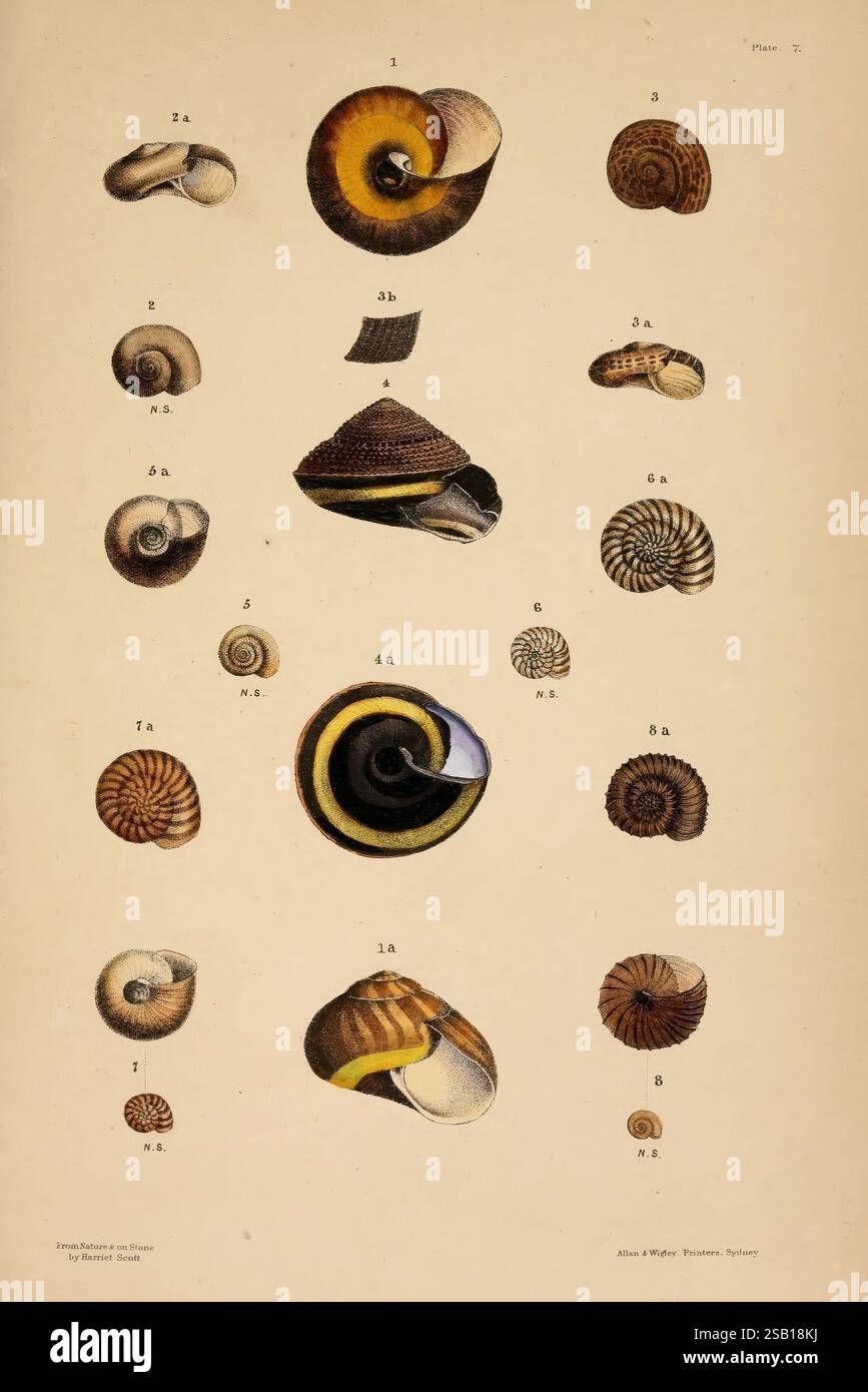 A monograph of Australian land shells, Sydney, W. Maddock, 1868 ...