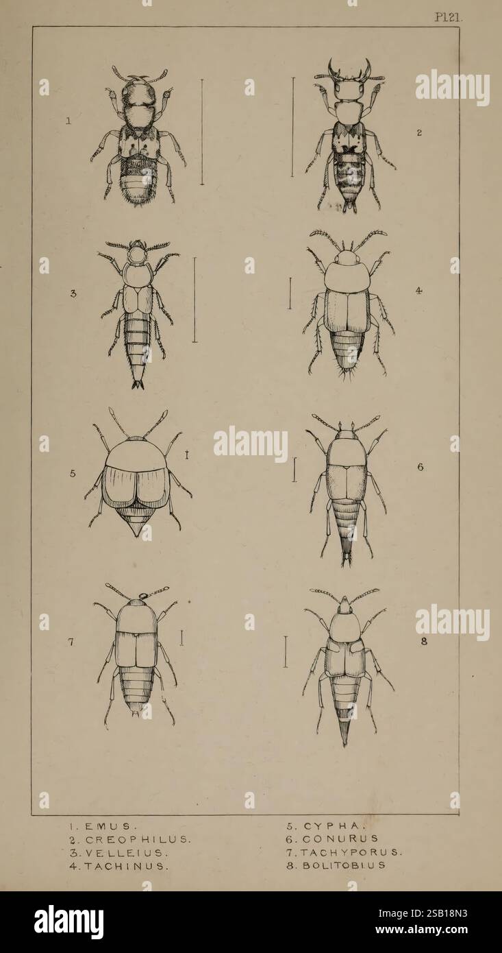 The British Coleoptera delineated, London, W. Crofts, 1840, beetles ...