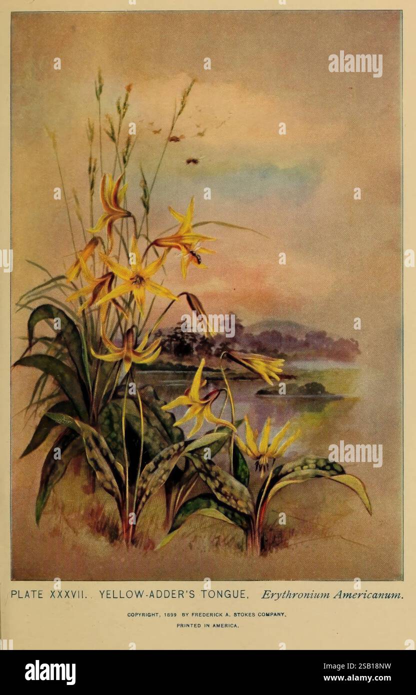 A guide to the wild flowers, New York, F. A. Stokes, 1899, United ...