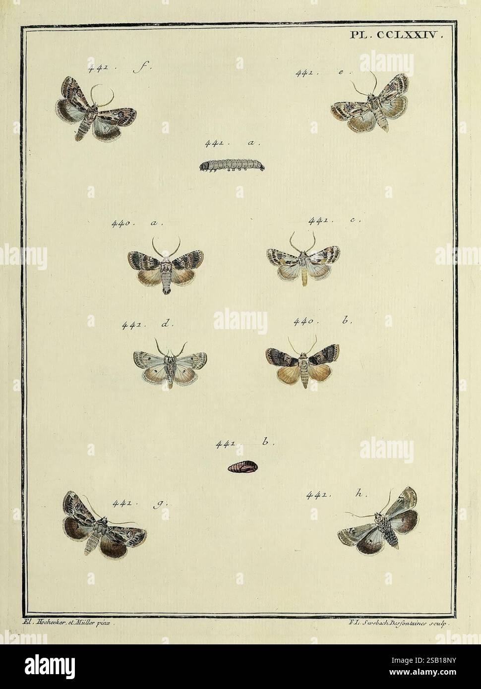 Moth displays distinct markings hi-res stock photography and images - Alamy