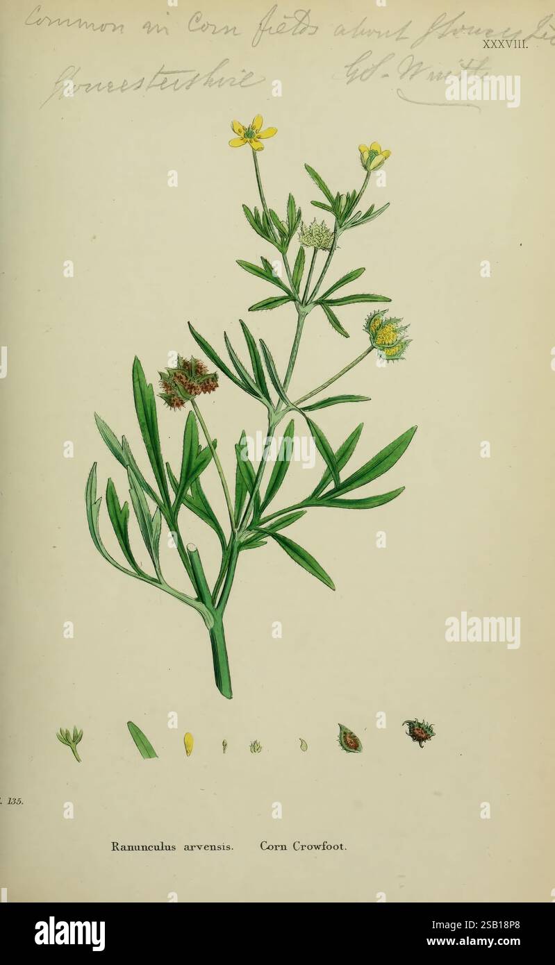 English, botany, Coloured, figures, British, plants, London, Hardwicke ...