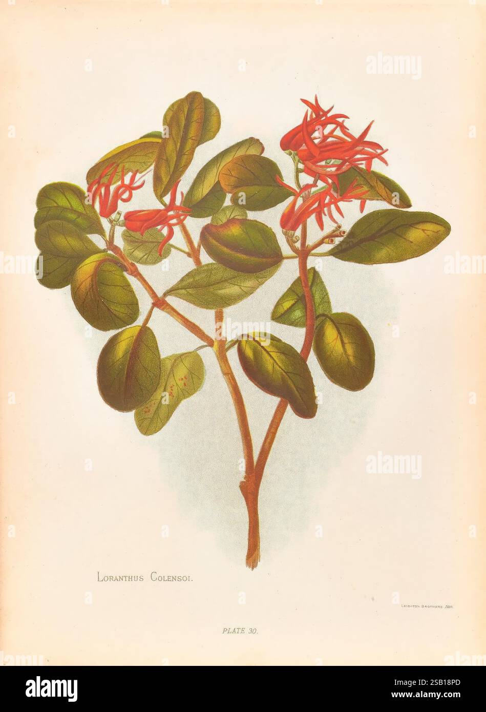 The native flowers of New Zealand. London, S. Low, Marston, Searle, and ...