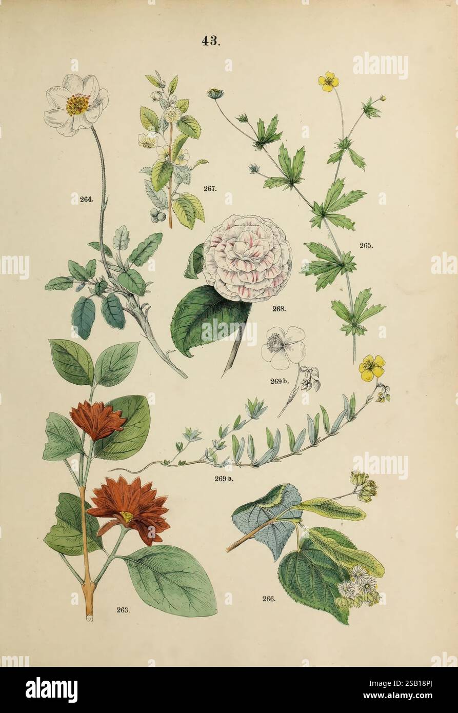 Pflanzen-Atlas nach dem Linné'schen System, Stuttgart, Jul. Hoffmann ...