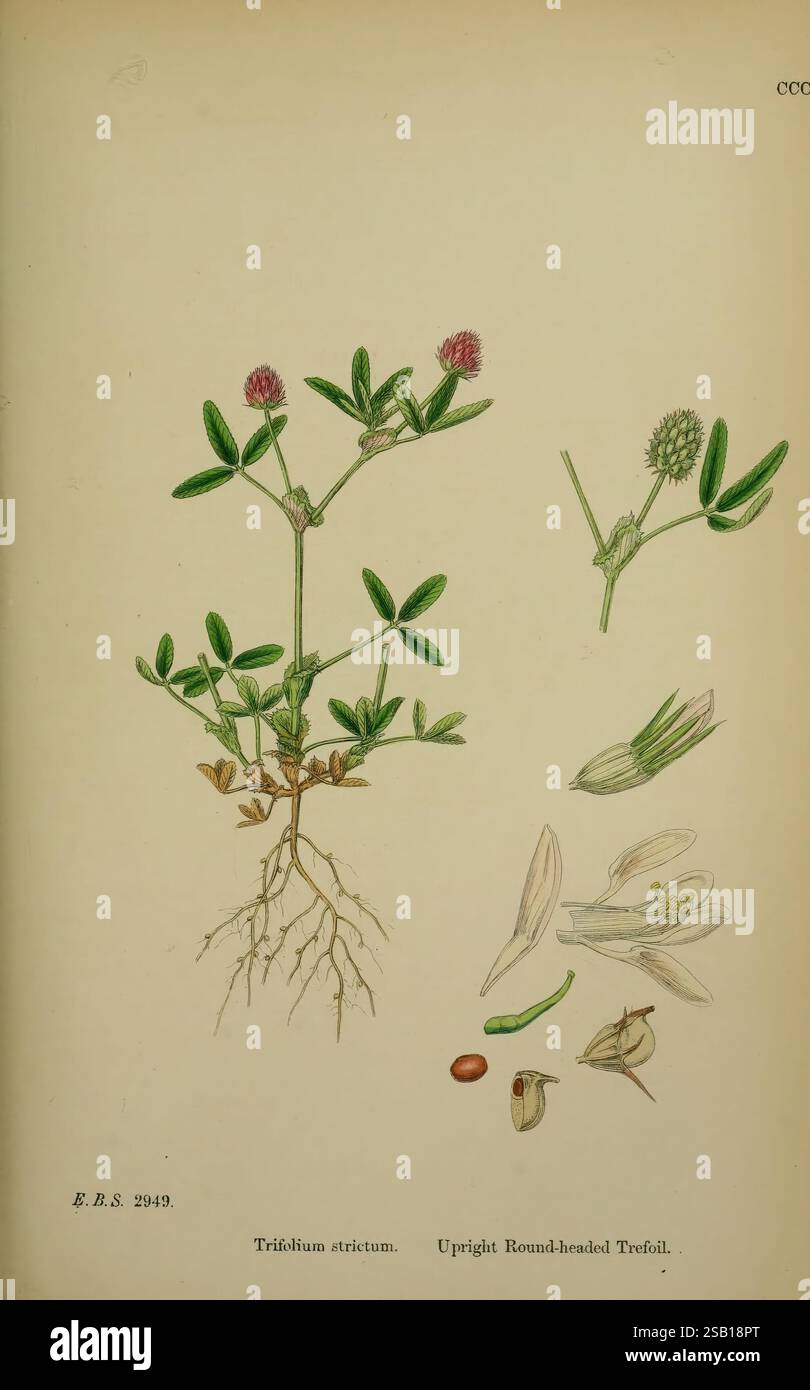 English, botany, Coloured figures of British plants, London, R ...
