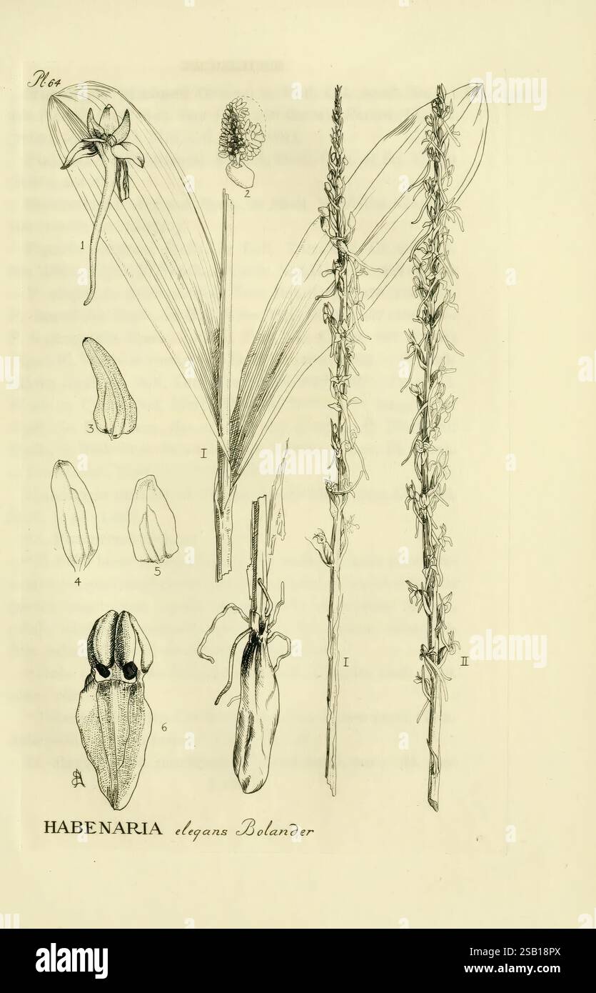Orchidaceae, 1905-22, monocotyledoneae, Orchidaceae, orchids, Blanche ...