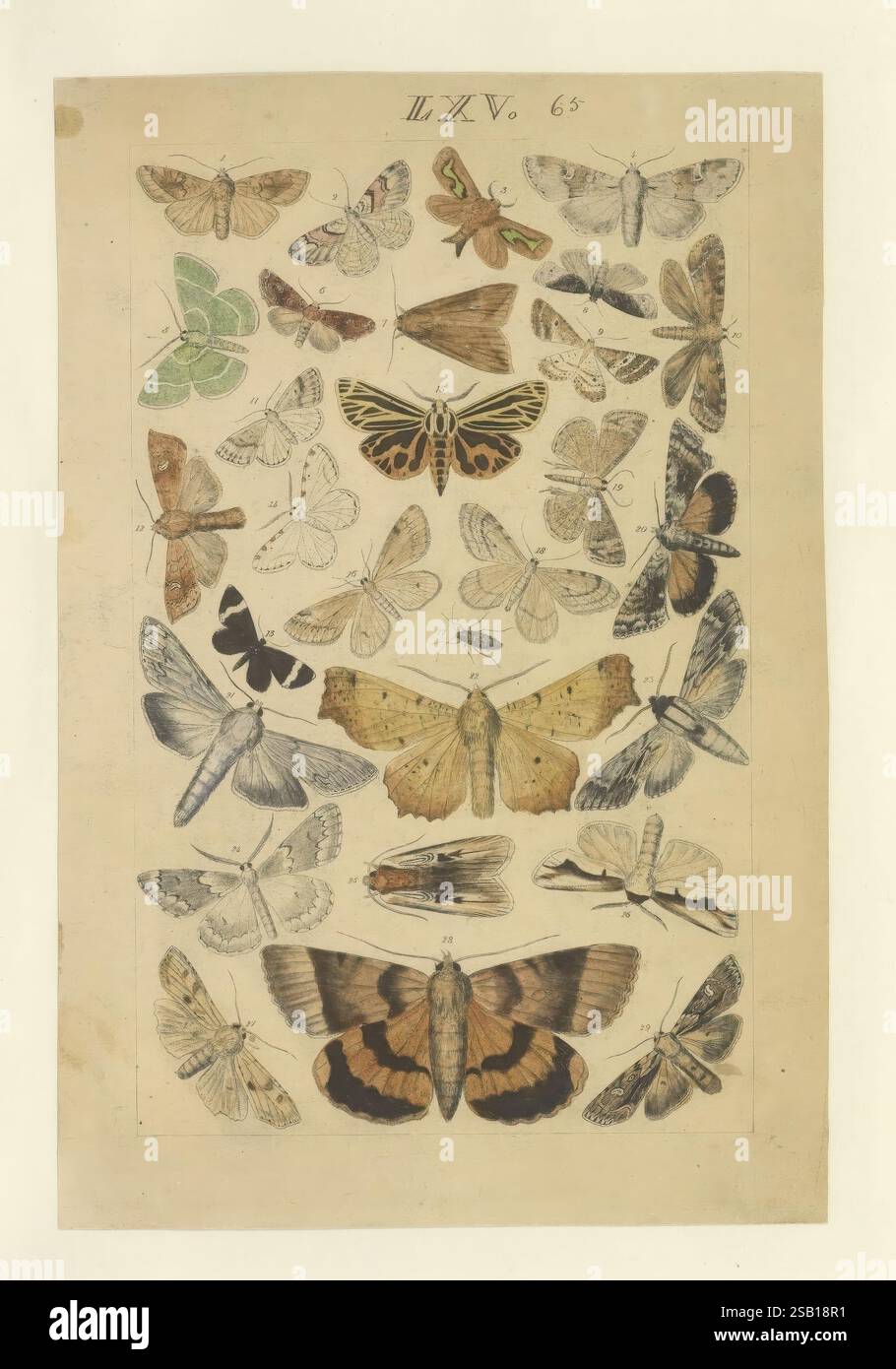 Various moth species presented hi-res stock photography and images - Alamy