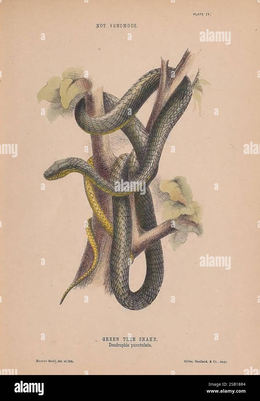 Displaying vibrant green scales hi-res stock photography and images - Alamy