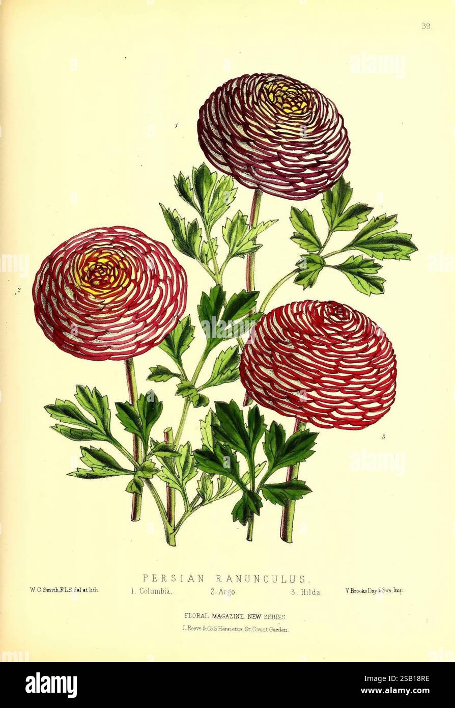 The, floral, magazine, London, L, Reeve & Co, flower, gardening ...