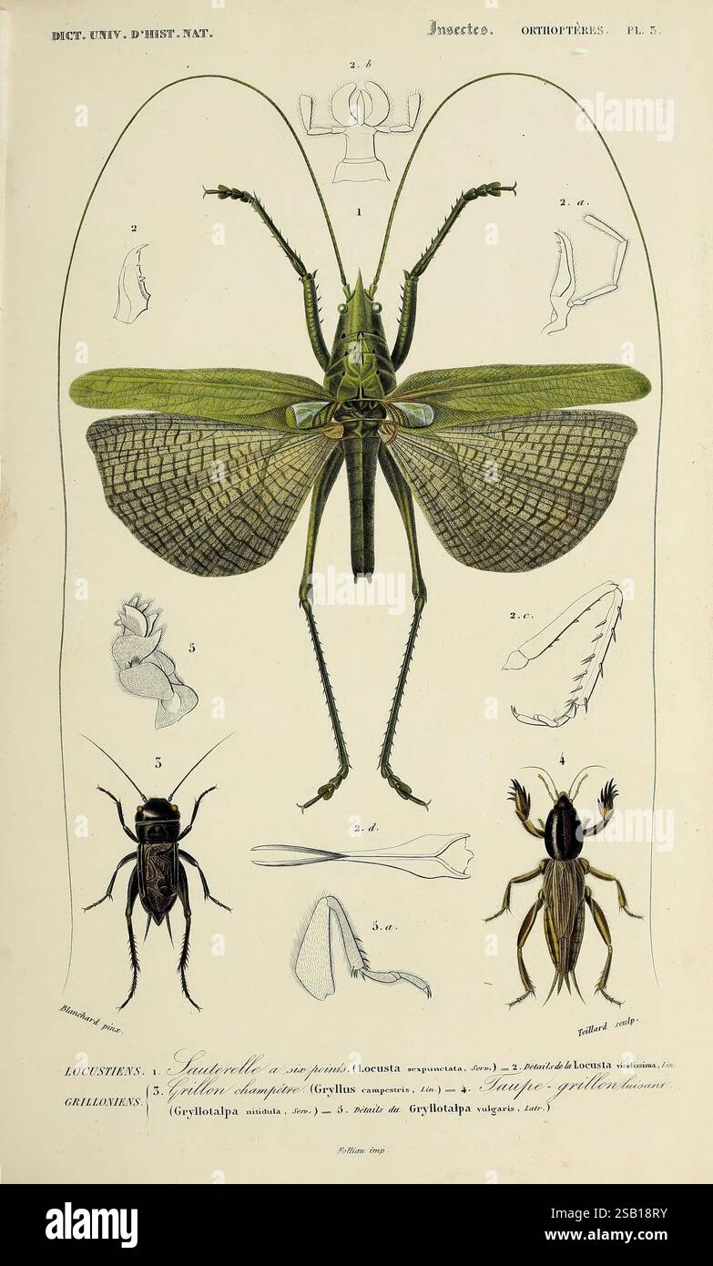Various orthopteran insects hi-res stock photography and images - Alamy
