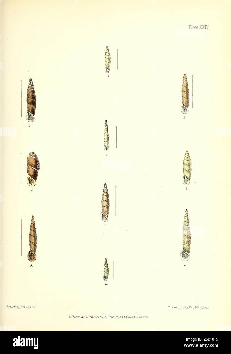 Intricately detailed shell forms hi-res stock photography and images ...