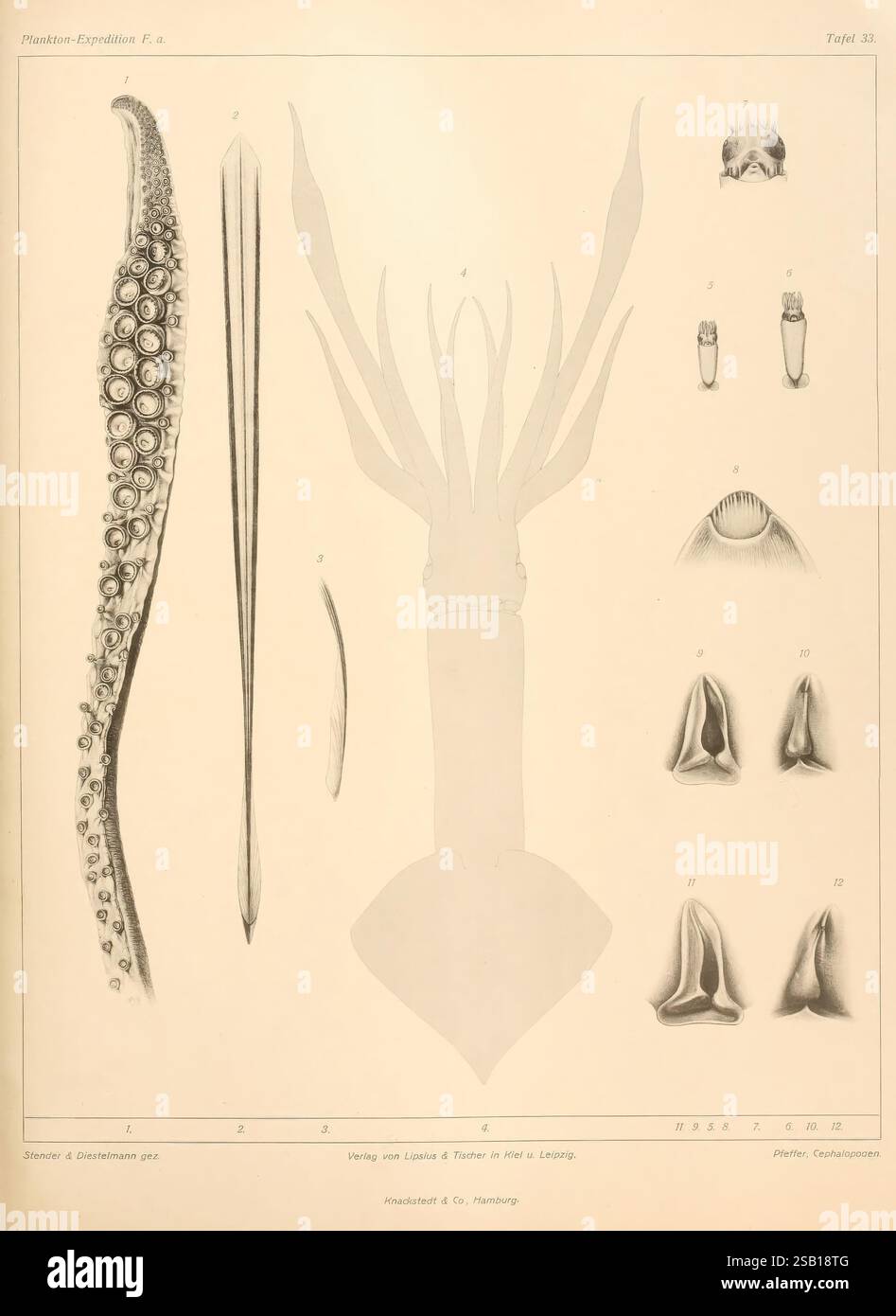 Octopus tentacle shown hi-res stock photography and images - Alamy