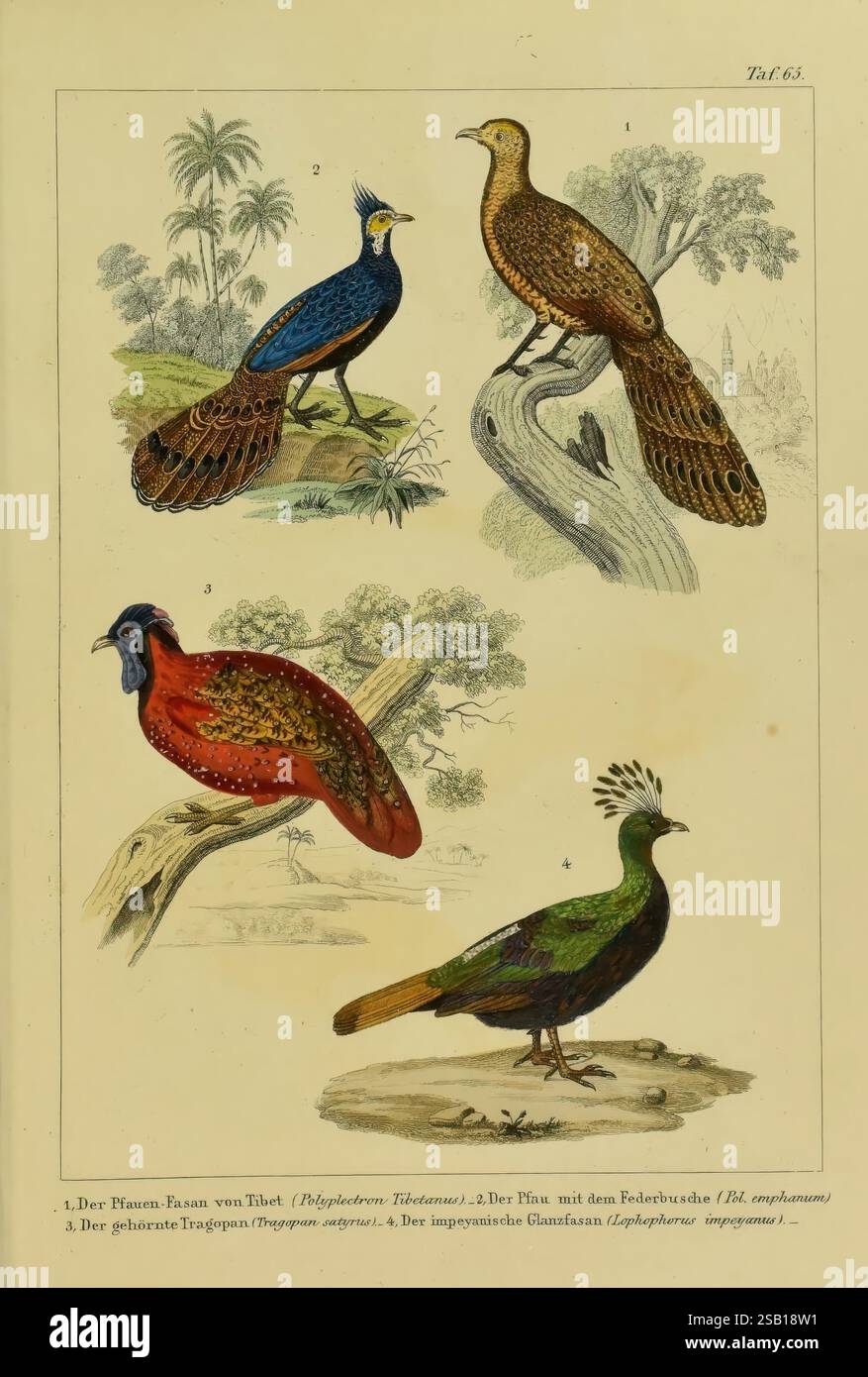 Bird showcases rich green plumage hi-res stock photography and images ...