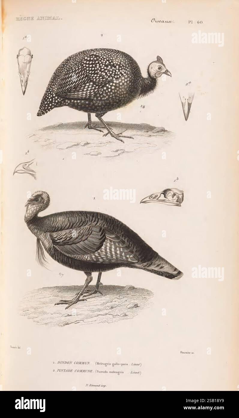 Le règne animal distribué d'après son organisation Paris, 1836-1849 ...