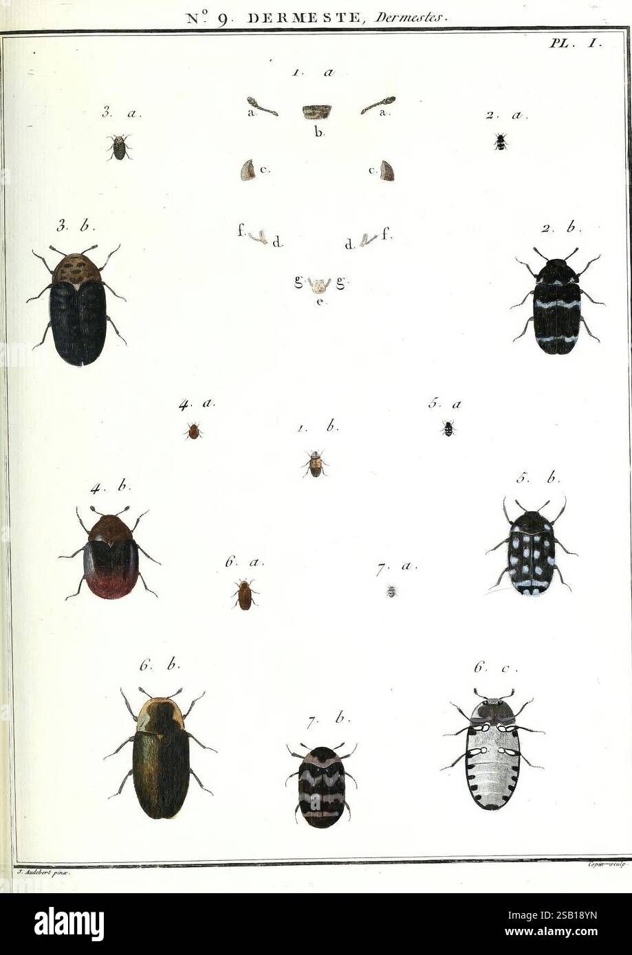Entomologie, Histoire naturelle des insectes, Paris, Imp. Baudouin ...