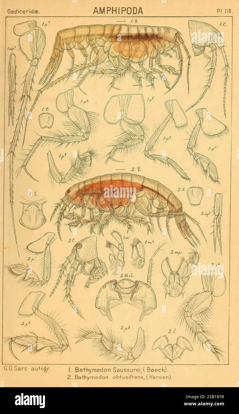 An account of the Crustacea of Norway, Christiania, A. Cammermeyer ...