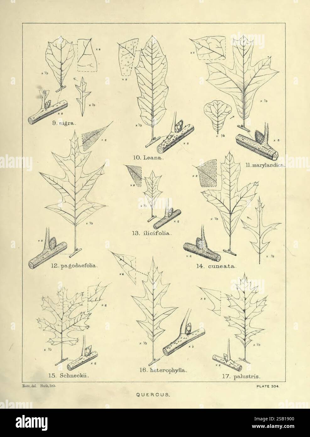 The, trees, of, Great Britain, Ireland, Edinburgh, Priv. print, 1906-13 ...