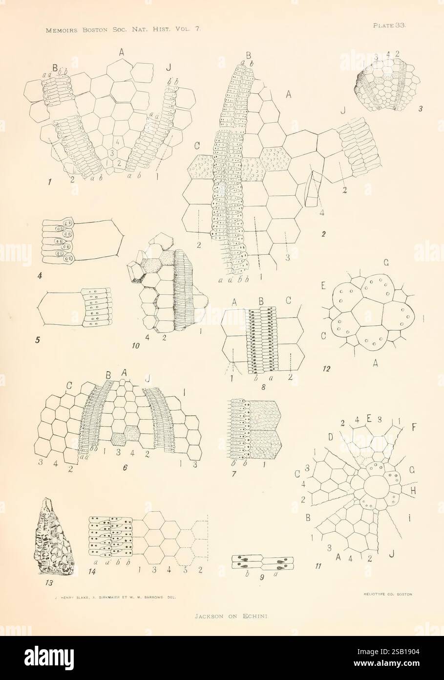 Phylogeny of the Echini, Boston, The Society, 1912, paleontology ...