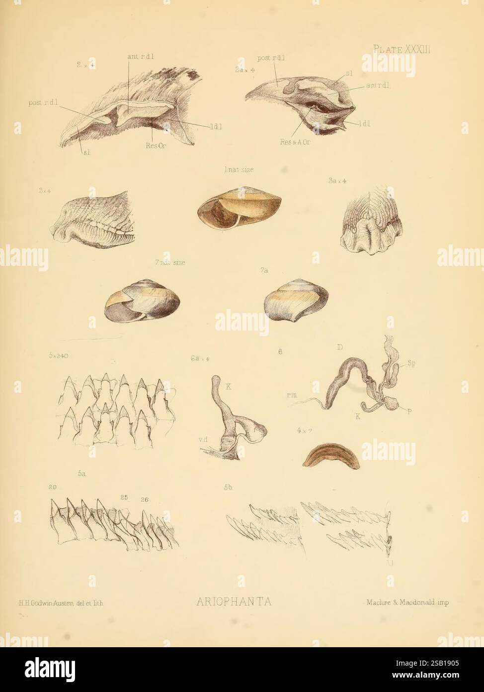 Muscle configurations hi-res stock photography and images - Alamy