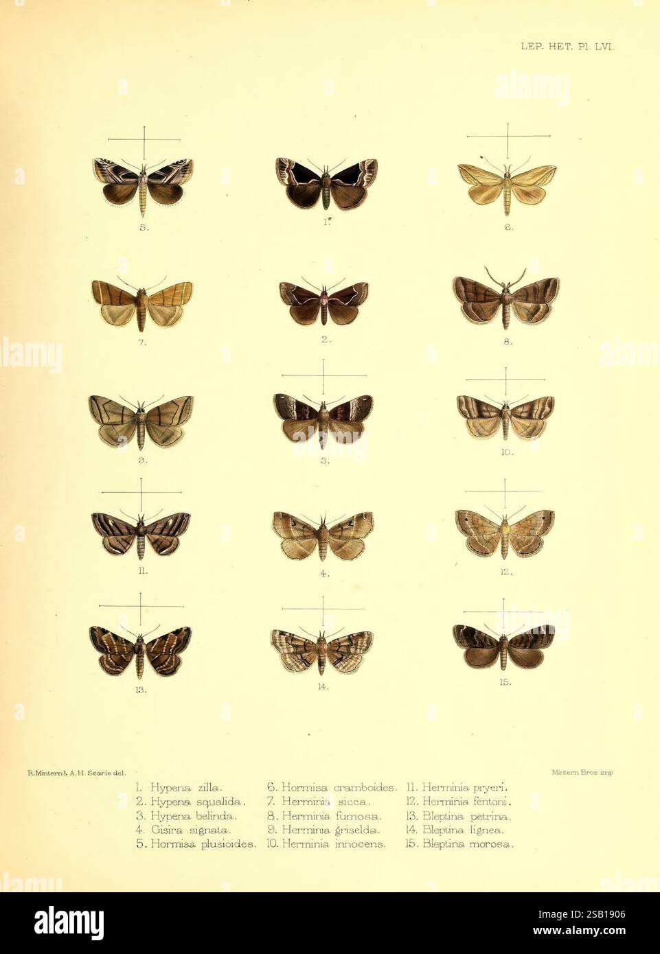 Scientific names allows hi-res stock photography and images - Alamy