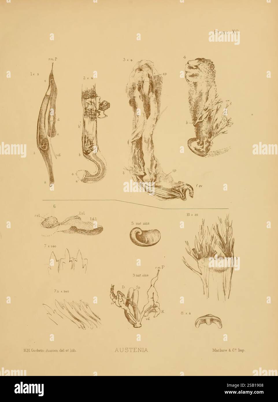 Land and Freshwater Mollusca of India, London, Taylor and Francis, 1882 ...