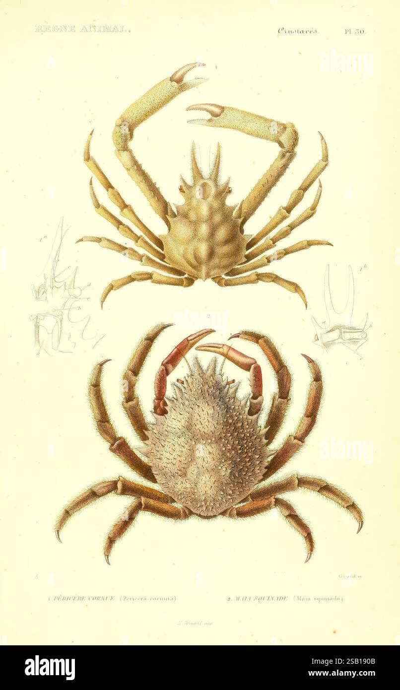 Le règne animal, distribué d'après son organisation, Paris, 1836-1849 ...