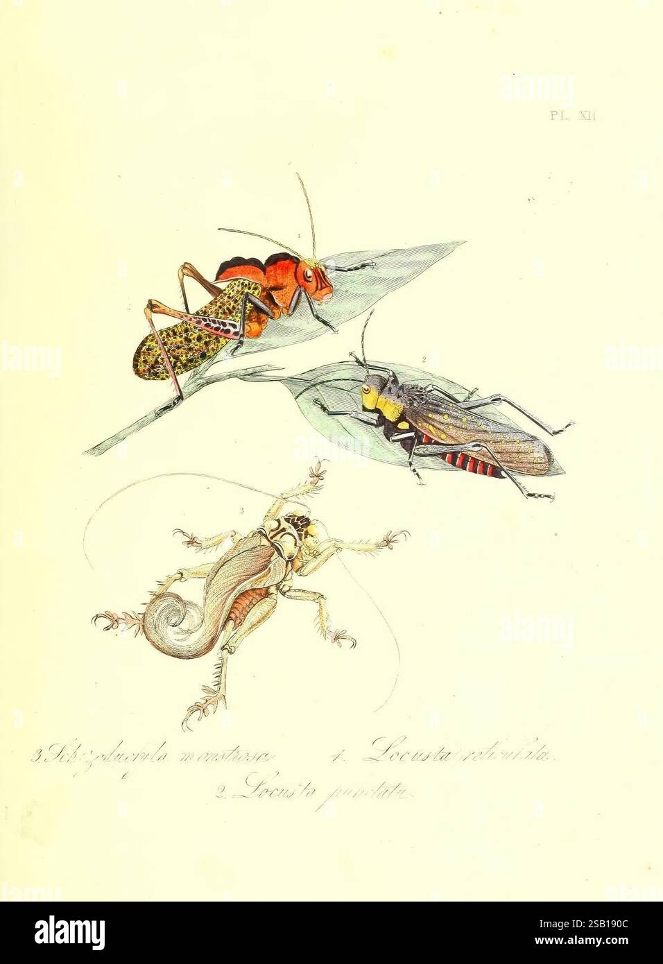 Natural history of the insects of India 1842. India Insects Locusta ...
