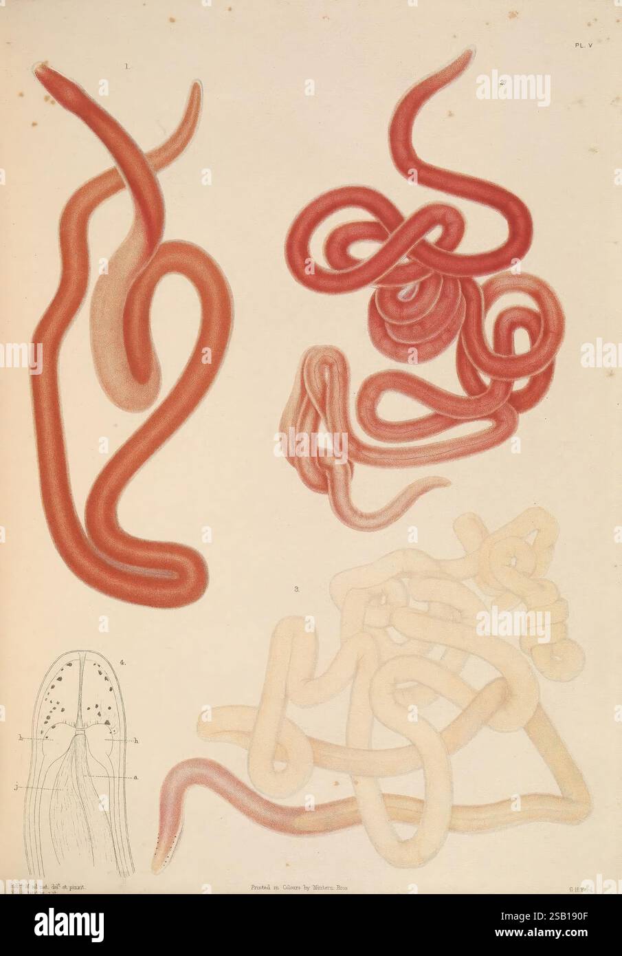 A monograph of the British marine annelids London, The Ray Society ...