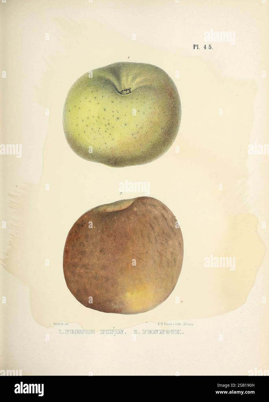 Apples showcased hi-res stock photography and images - Alamy