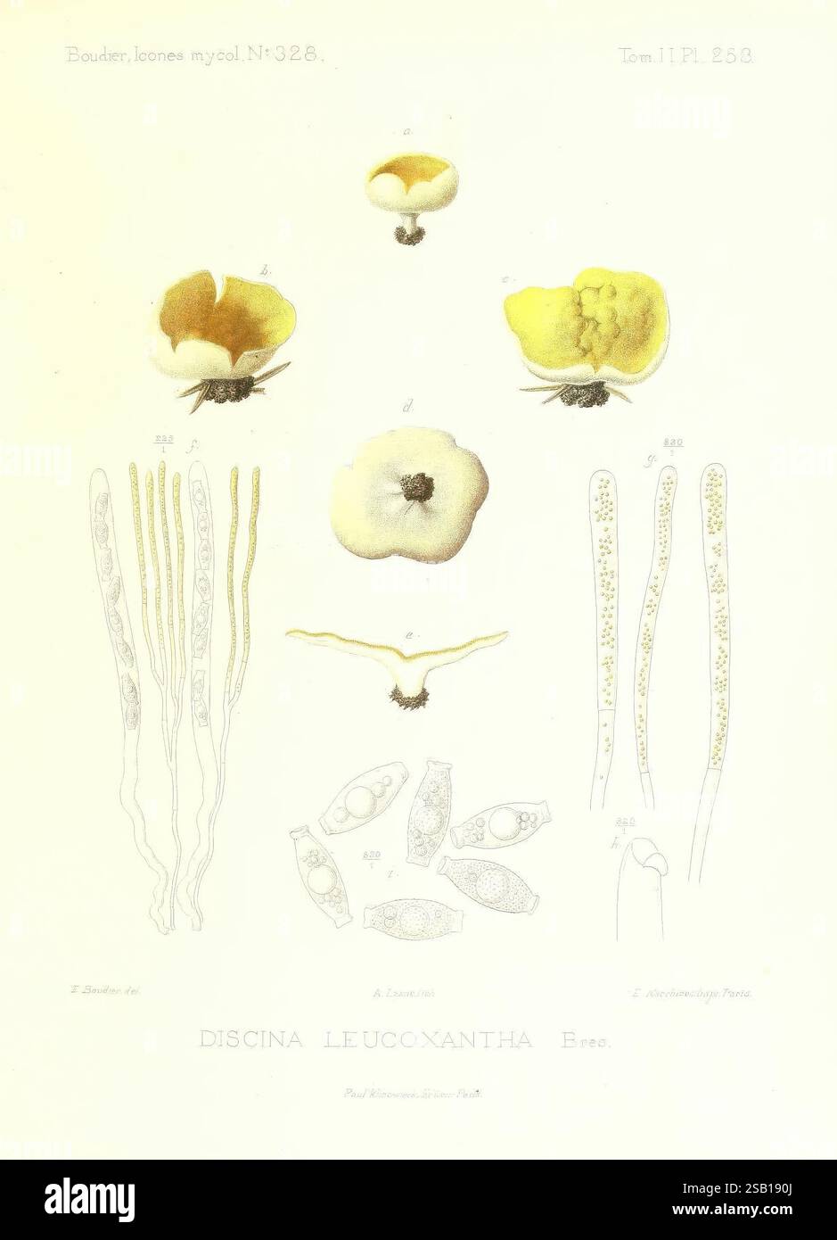 Elongated fungal structure hi-res stock photography and images - Alamy