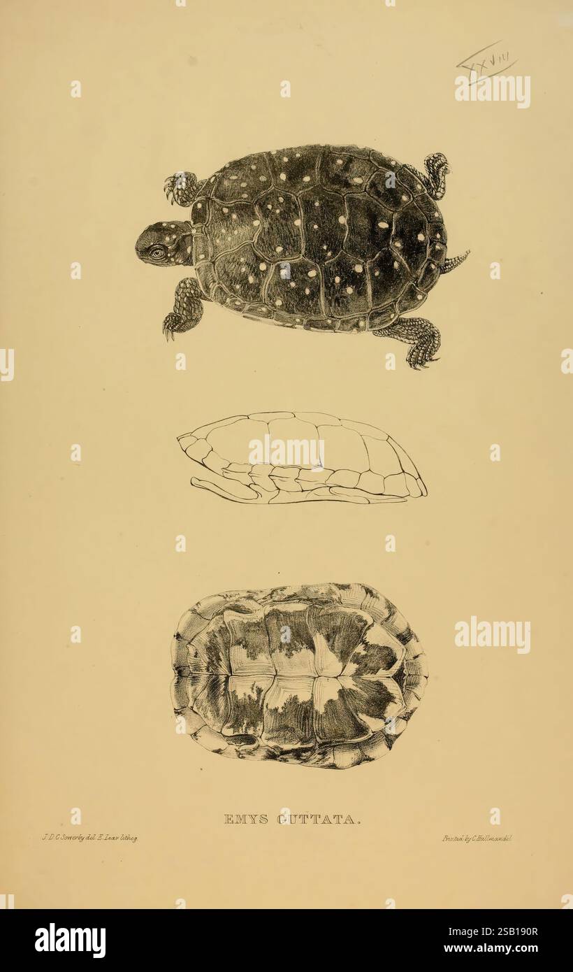 Turtles dorsal aspect hi-res stock photography and images - Alamy