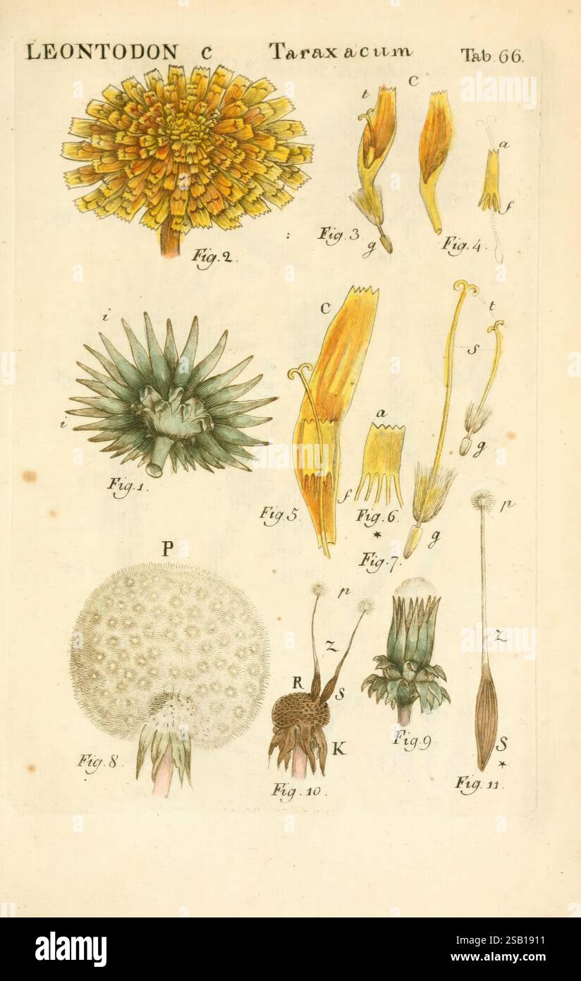 Illustratio Systematis Sexualis Linnaeani Francofurti ad Moenum ...