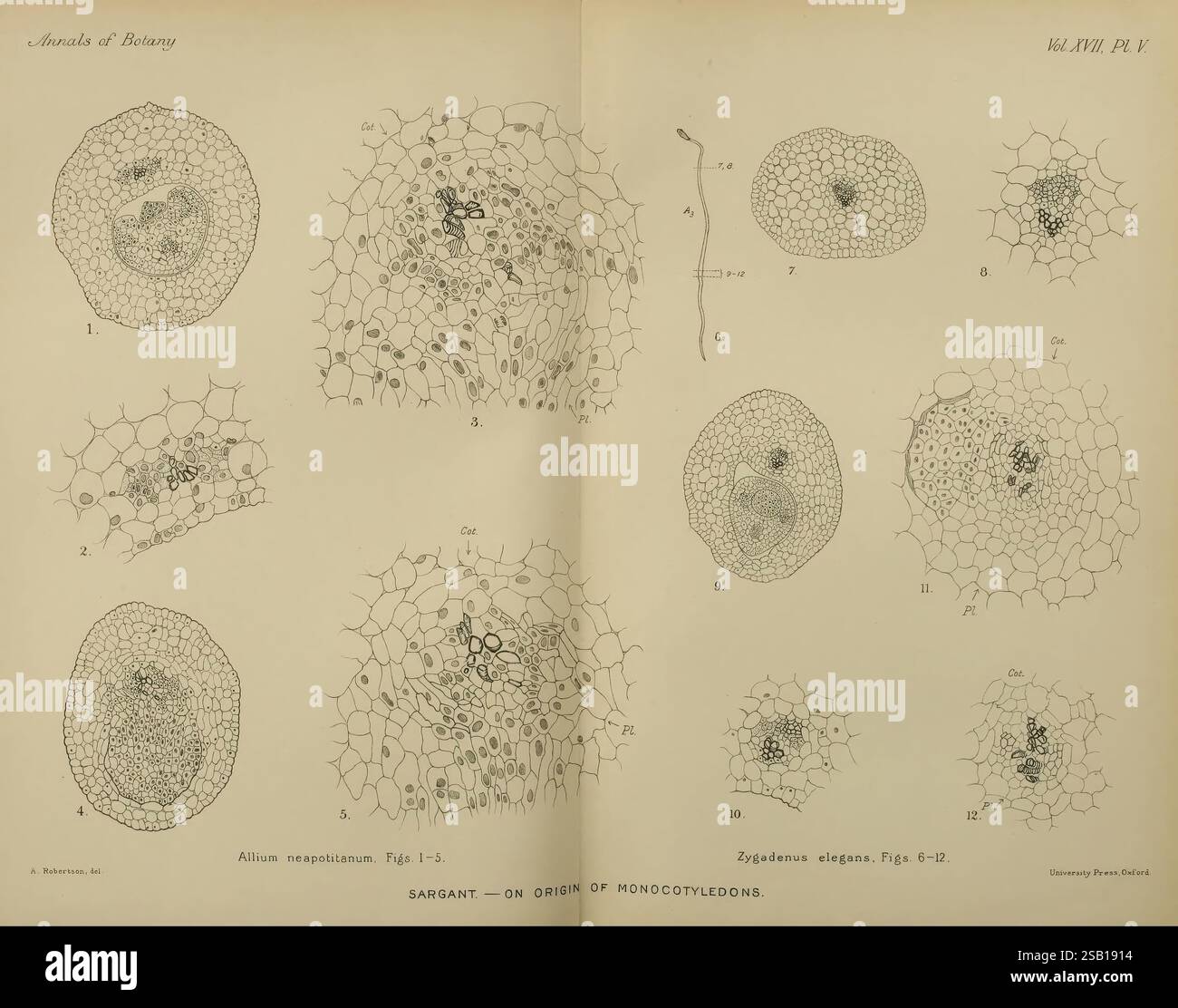 Understanding different plant forms hi-res stock photography and images ...
