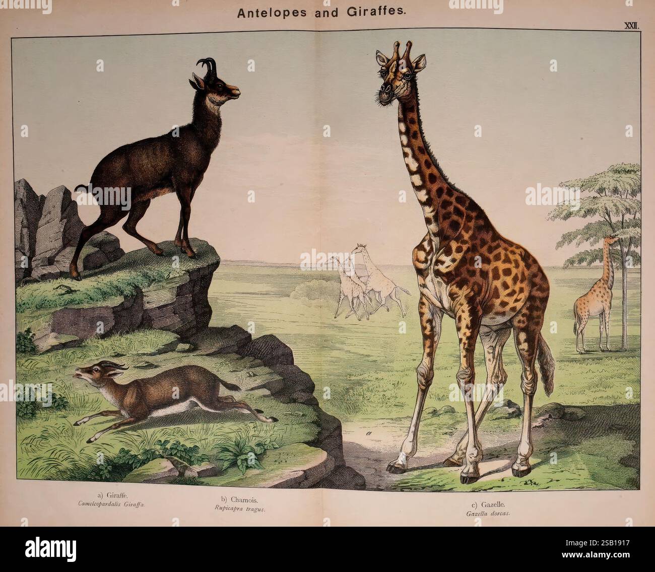 Natural history of the animal kingdom for the use of young people ...