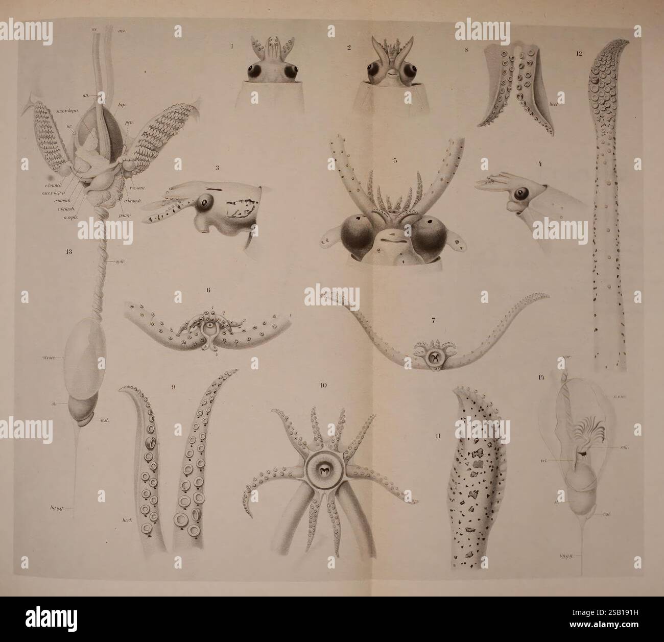 Different cephalopod forms hi-res stock photography and images - Alamy