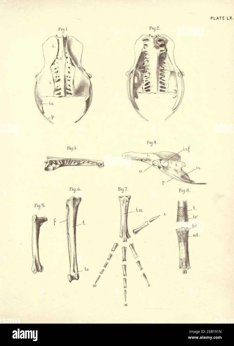 Illustrations of zoology: invertebrates & vertebrates Edinburgh Y.J ...