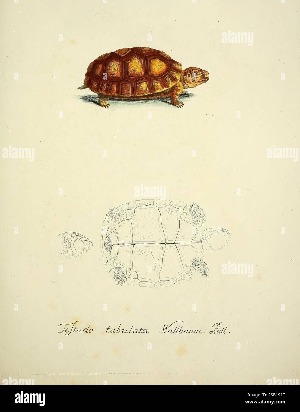 Species tefudo tabulata hi-res stock photography and images - Alamy