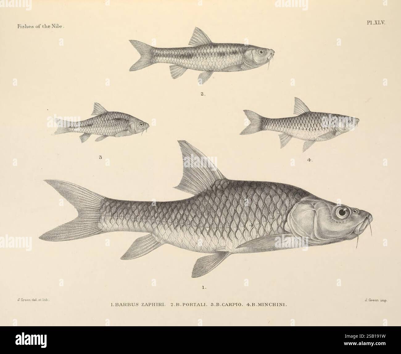 The fishes of the Nile London, Pub. for the Egyptian government by H ...