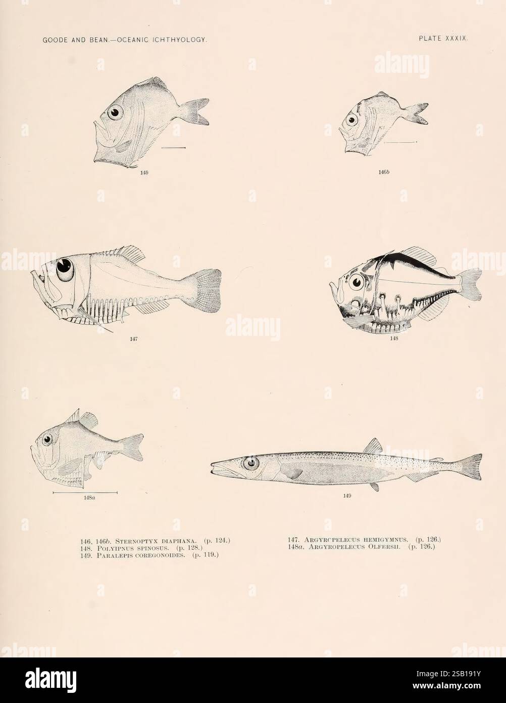 Structure of a fish scale hi-res stock photography and images - Alamy