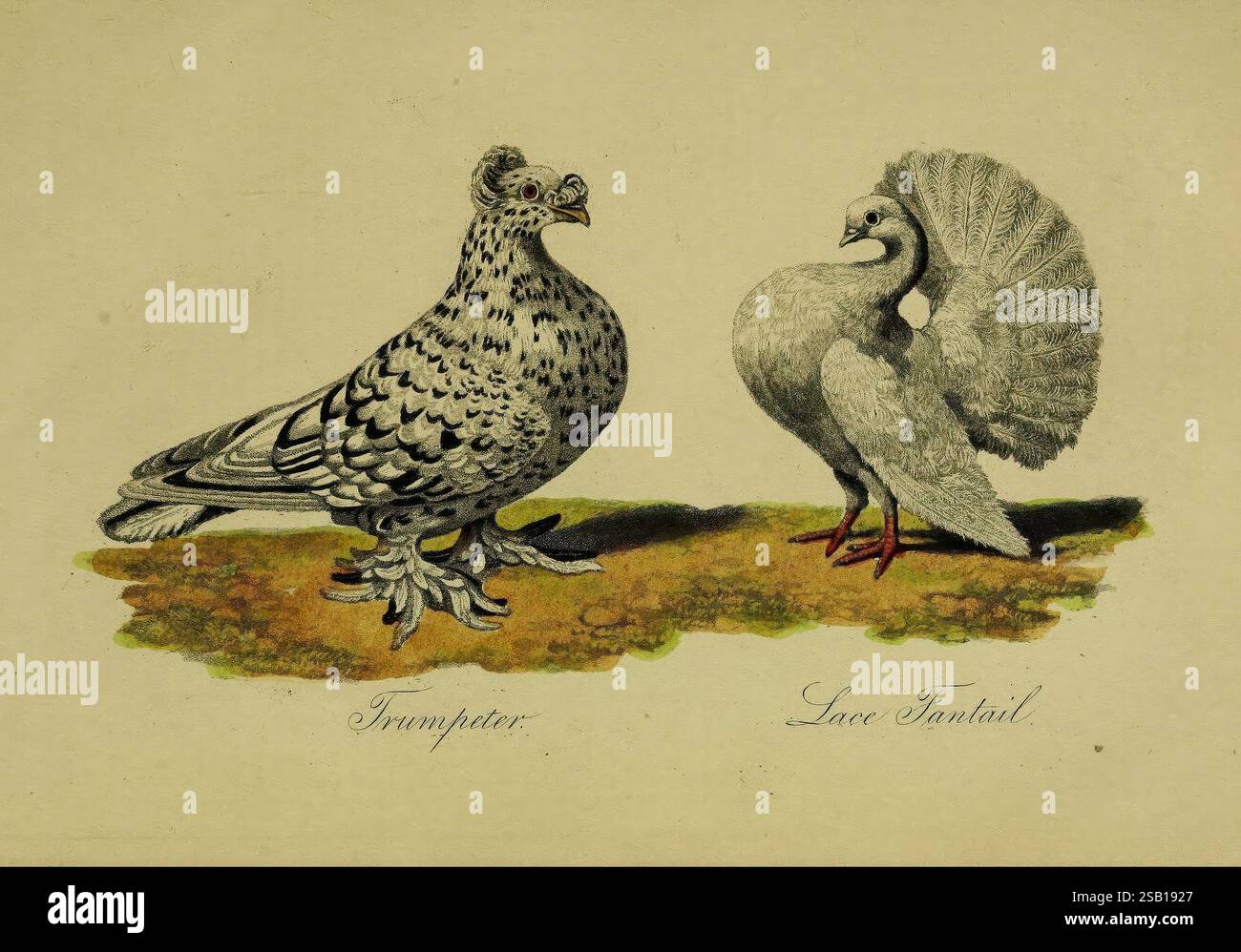 A treatise on the art of breeding and managing tame, domesticated ...