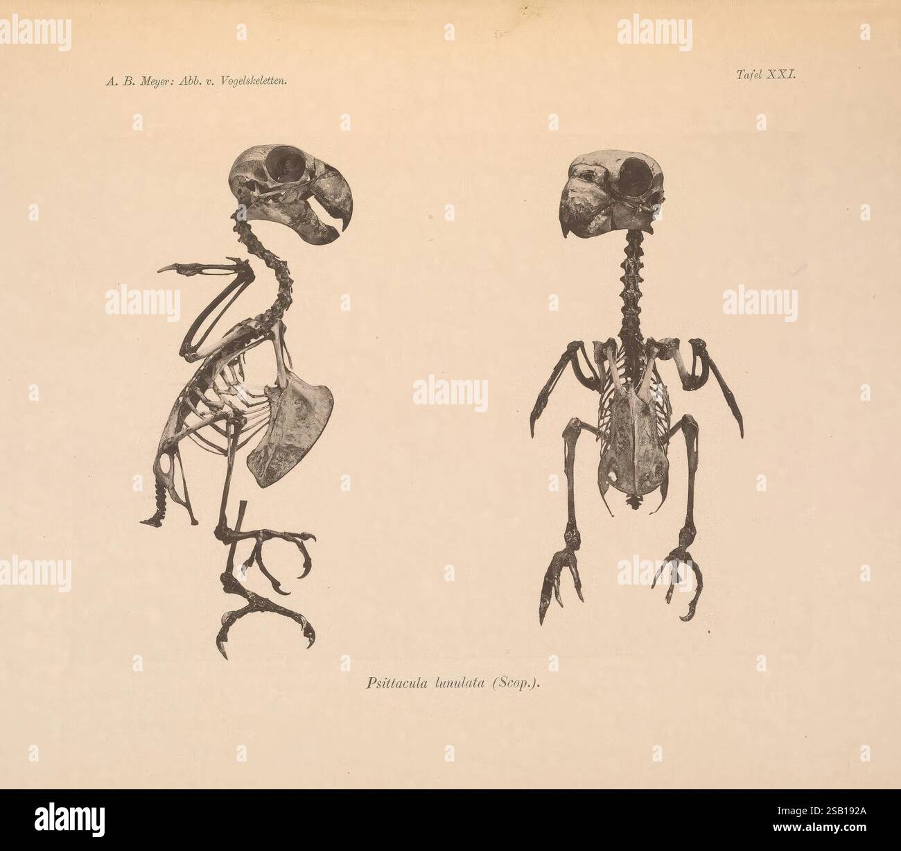 Abbildungen von Vogel-Skeletten, Berlin, 1879-1897, birds, anatomy ...