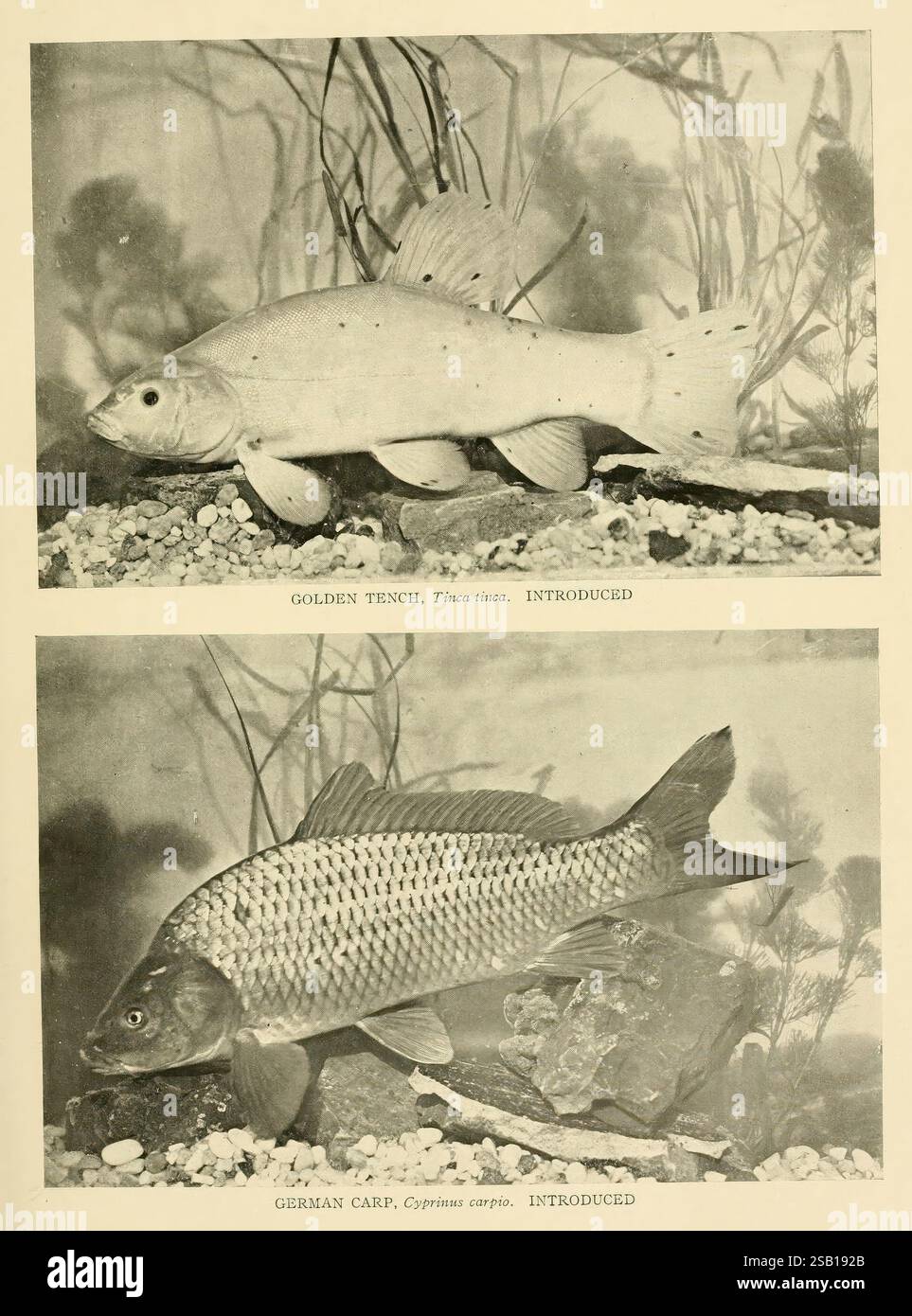 Two distinct fish species prominently hi-res stock photography and ...