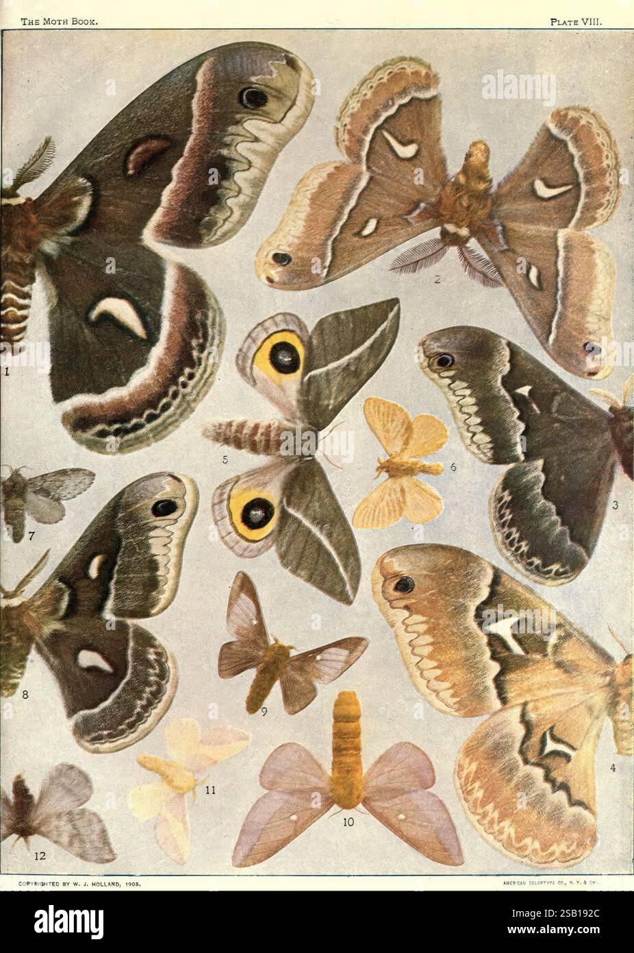 The Moth Book Garden City, New York, 1916, North America, Lepidoptera ...